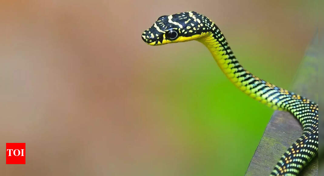 Flying snakes that bite on the forehead: Is it a myth or terrifying ...