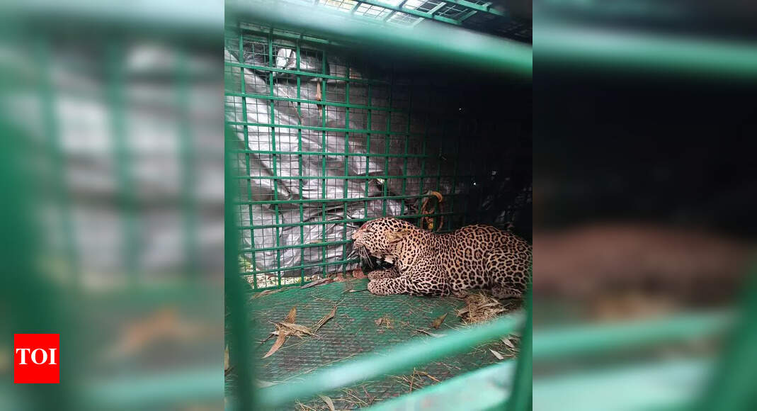 Leopard captured in cage trap in Kasaragod | Kozhikode News - The Times ...