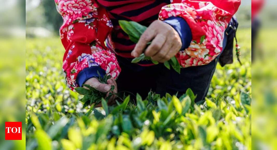 Luxmi Tea awarded in 2 categories at World Tea Expo | Kolkata News ...