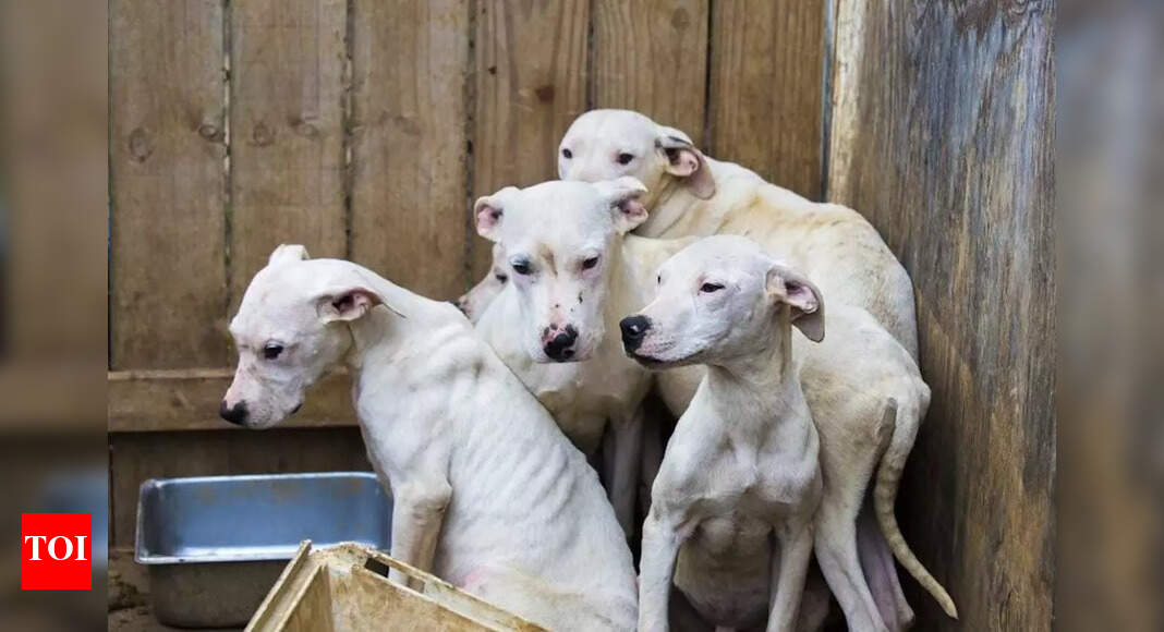 “Violent offender harming our most innocent”: Former NFL star LeShon ...