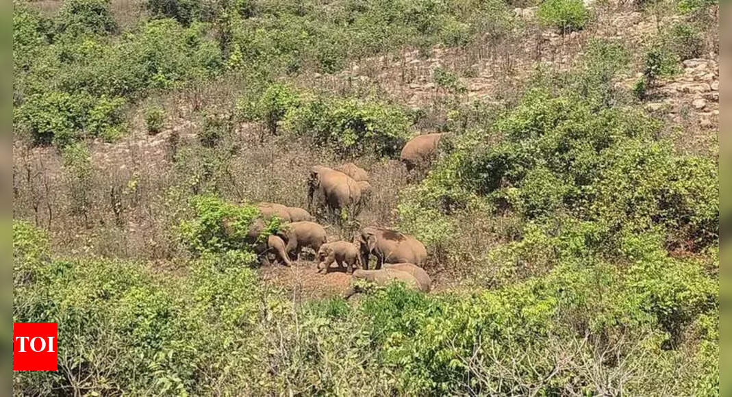 Elephant herd destroy crops in Keonjhar | Bhubaneswar News - The Times ...
