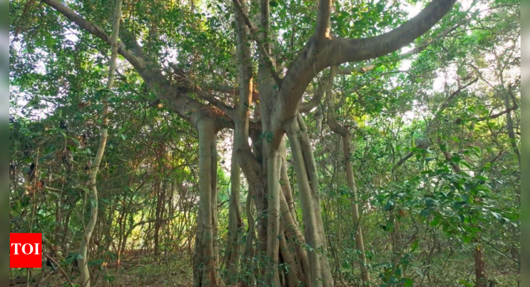 Kasampatty is TN’s second biodiversity heritage site | Chennai News ...