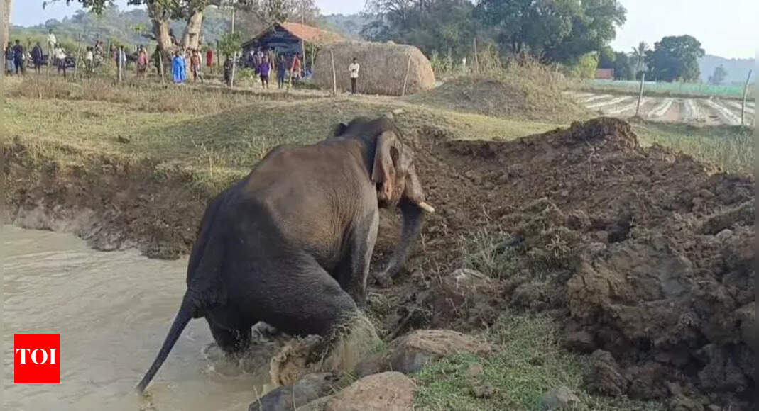 Wild elephant falls into 10-foot-deep pond in Krishnagiri, rescued ...