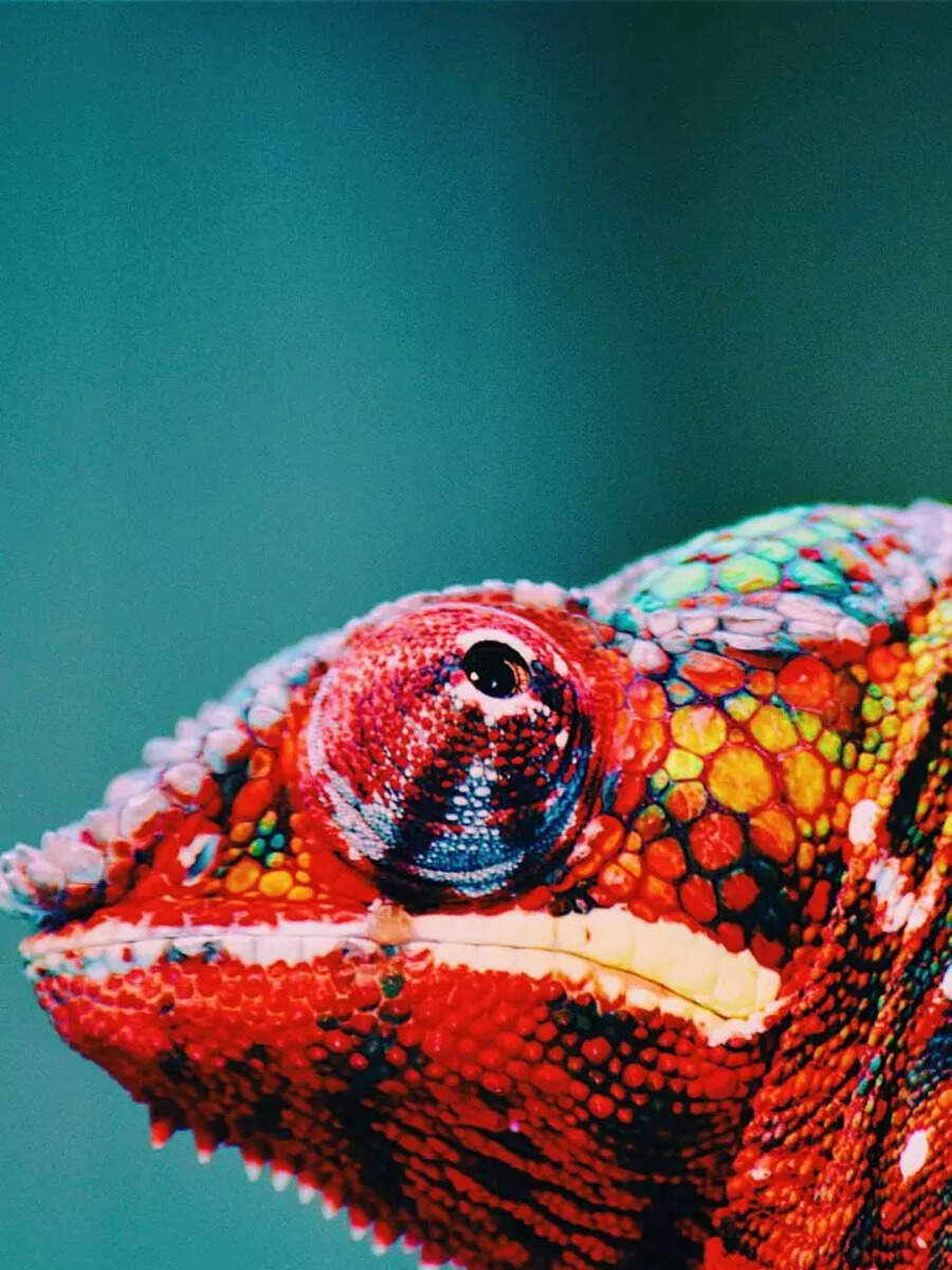 10 animals that are most impacted by climate change around the world ...