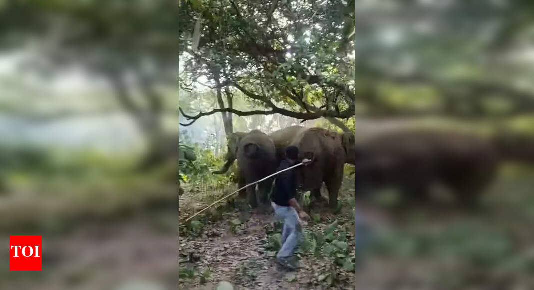 Video of man beating elephant sparks outrage | Bhubaneswar News - The ...
