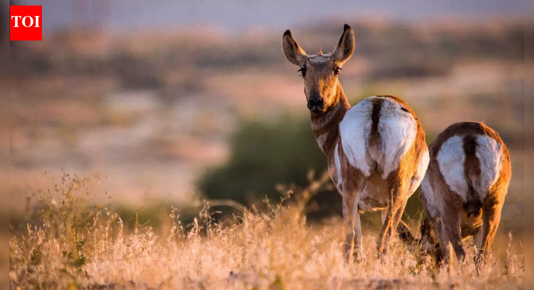 8 rare hybrid animals created by humans and their unique traits