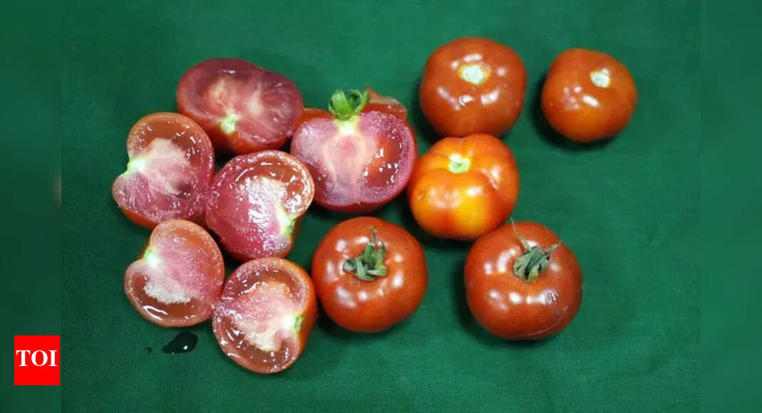 BAU scientists develop seedless tomato with more pulp, self life ...