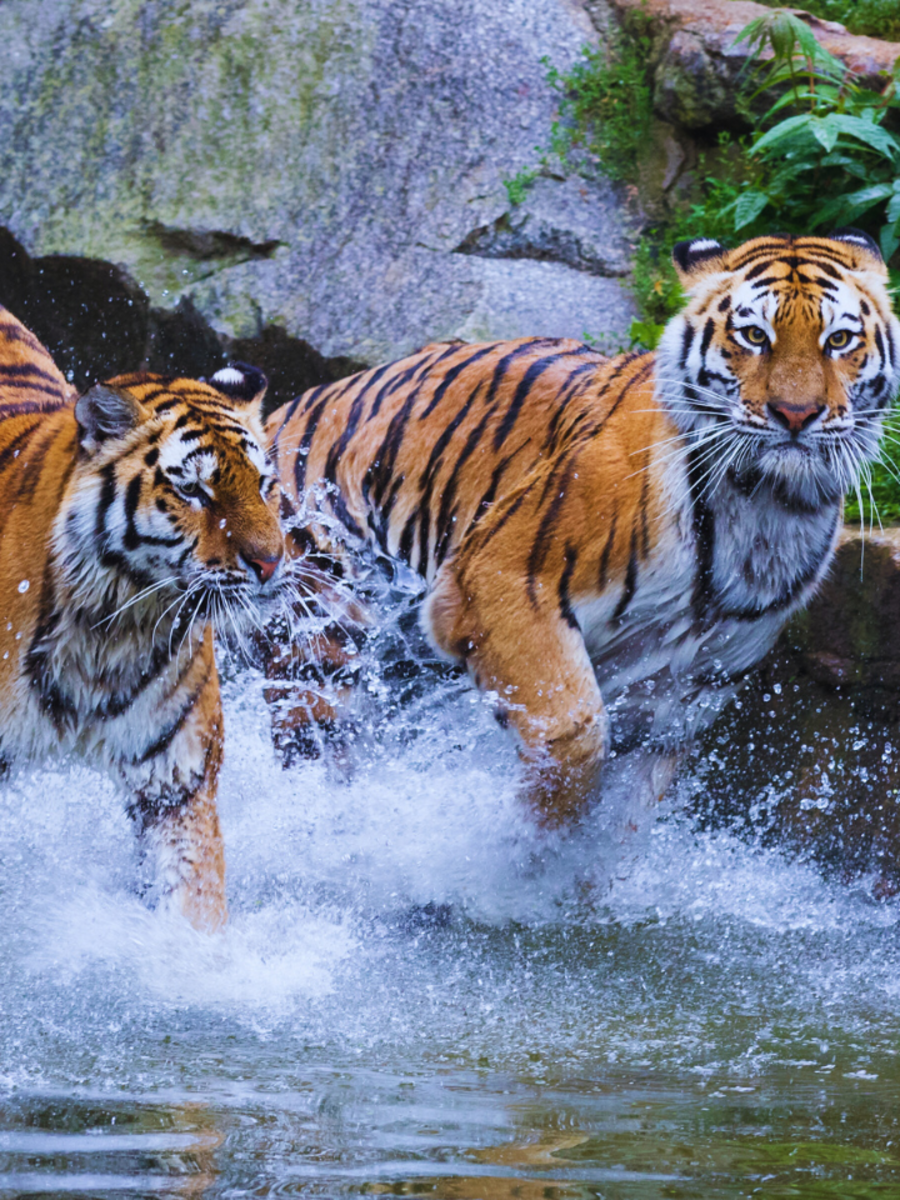 Tiger town: What it’s like to safari in the ‘Tiger State’ of India ...