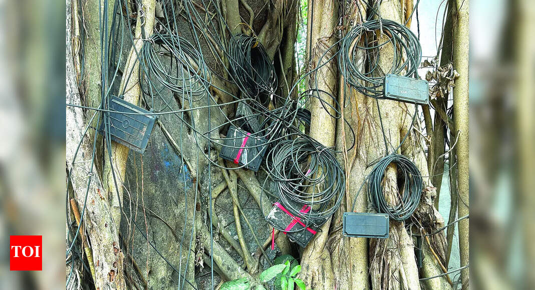 Power dept snaps cables from poles off 18th June Road, says will act on ...