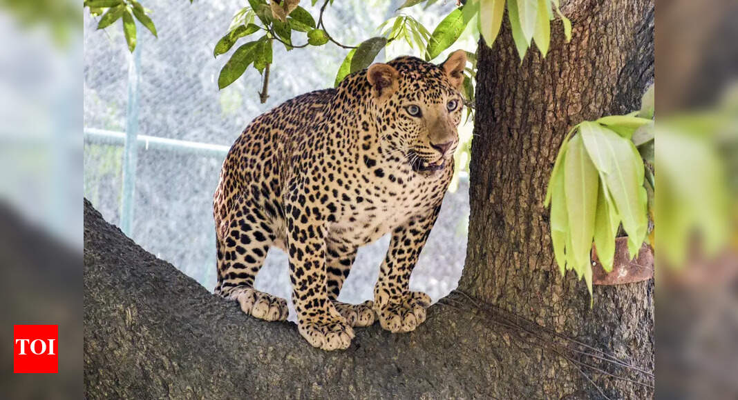 Leopard sightings spark fear at Canacona | Goa News - Times of India