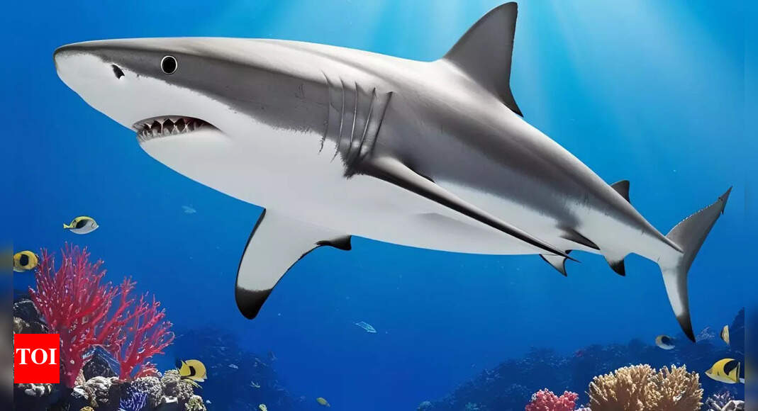 Can sharks make sounds? Scientists uncover the first evidence of it ...