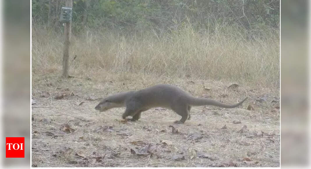 In a first, Eurasian Otter captured on camera in NNTR | Nagpur News ...
