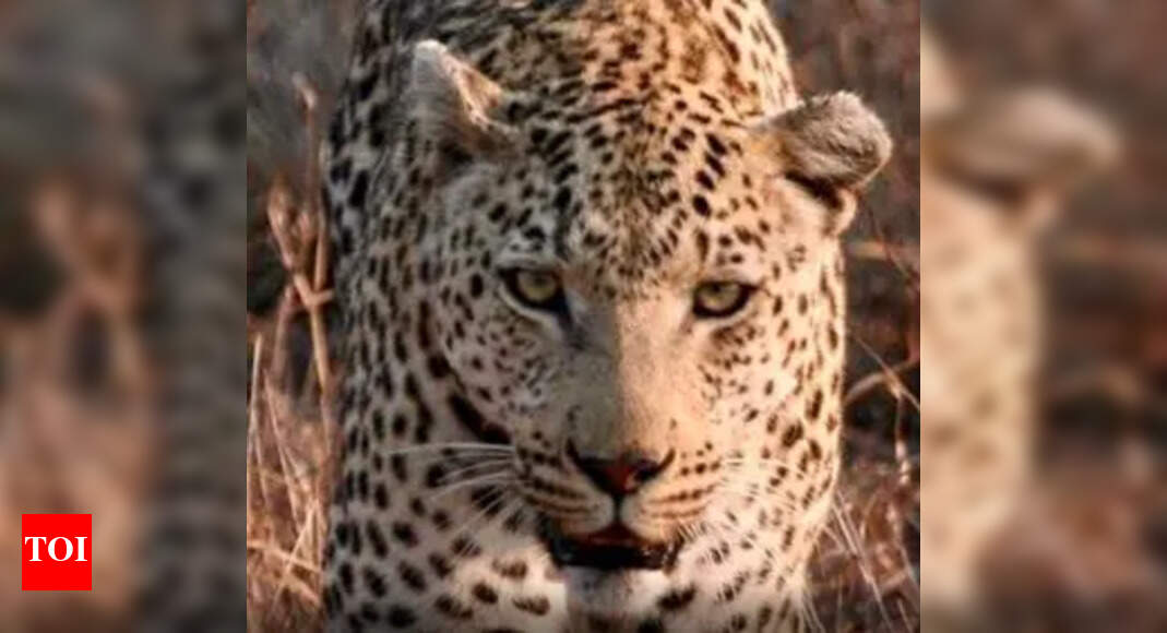 Leopard sightings spark fear among Canacona locals | Goa News - Times ...