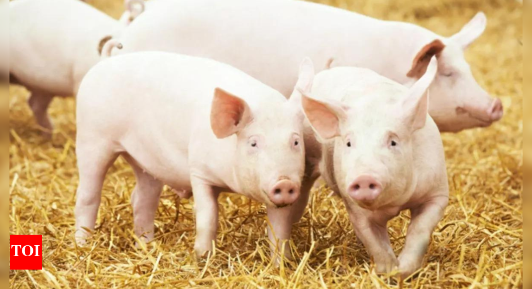 African swine fever kills over 500 pigs in Mizoram this year; all you ...