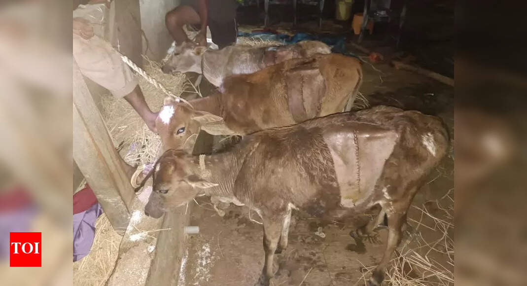 5 calves suffer severe health issues after eating rubber latex | Mysuru ...