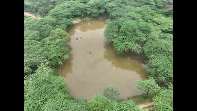 Two refurbished ponds at Asola sustain water levels despite little winter rain, rough terrain ...