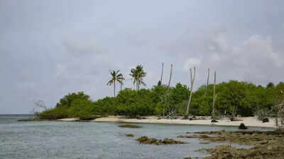 Sea rise linked to Maldives mangrove dieback: Cusat study | Kochi News ...