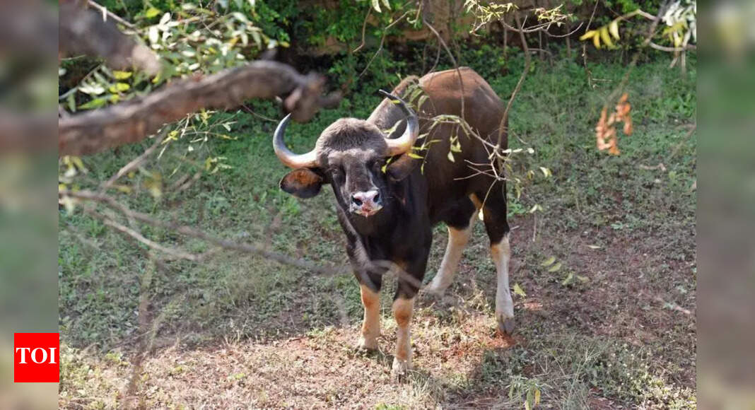 2 injured in Indian bison attack in Kolhapur | Kolhapur News - The ...