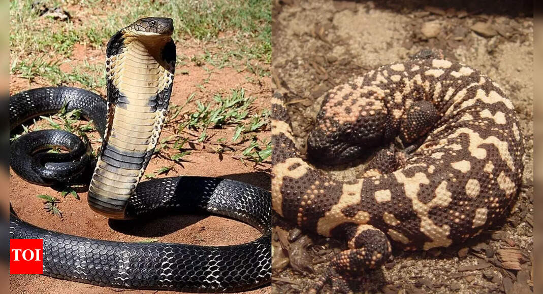 King cobra vs Gila Monster: Know the key differences on the basis of ...
