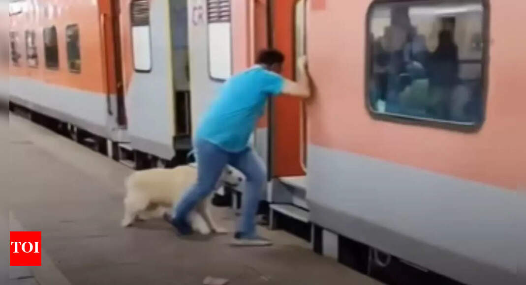 Shocking video shows owner put his dog’s life at risk while recklessly ...