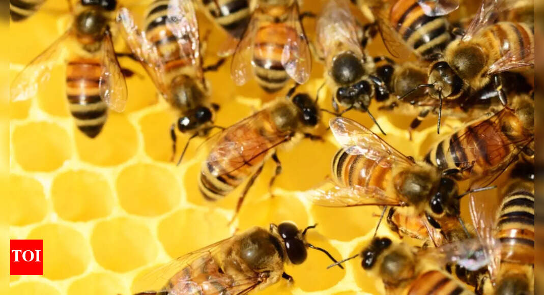 US having honey bee crisis: This is what it means for humans, and it is ...