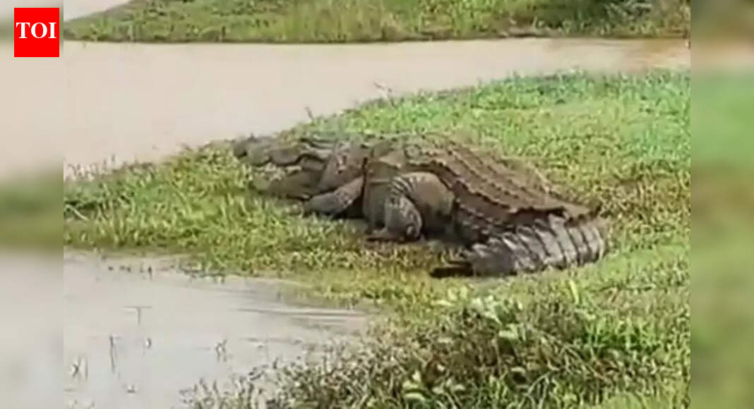 Crocodile attack claims 32-year-old man’s life in Sangli | Kolhapur ...