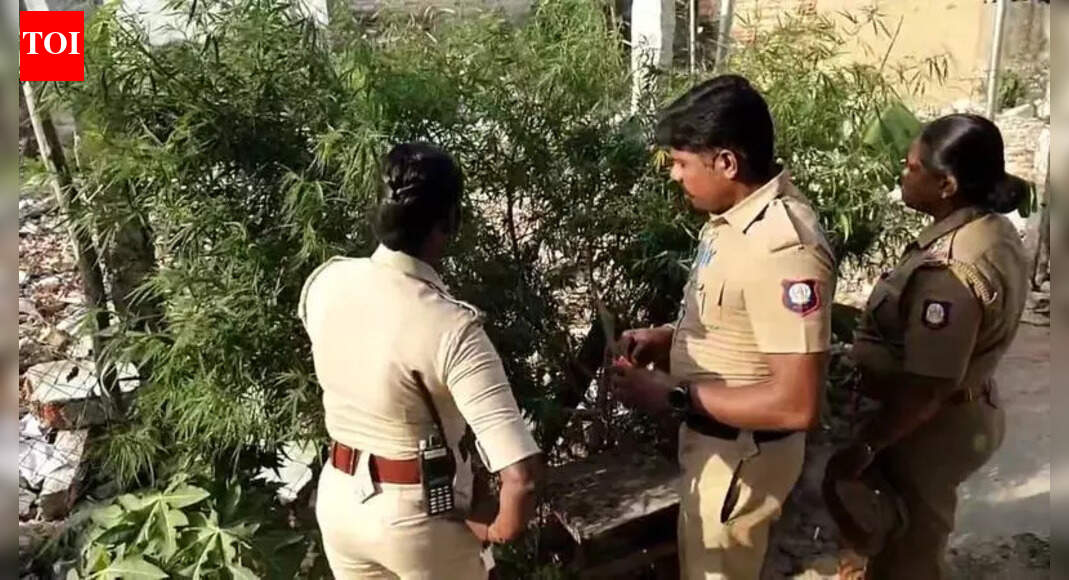 Man caught growing ganja plant, says he didn’t know | Madurai News ...