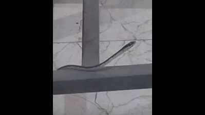 Snake spotted in KMC headquarters again | Kolkata News - The Times of India