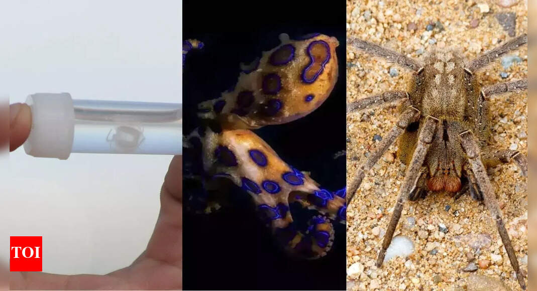 Cobra venom is deadly, but these tiny creatures carry 100 times ...