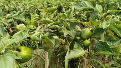 After potato glut, capsicum rots in field, prompts MSP aid | Kolkata ...