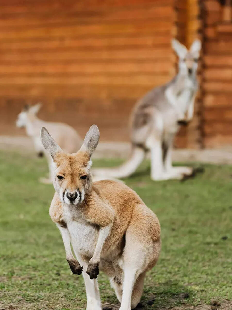 10 surprising facts that make kangaroos unique | Times of India