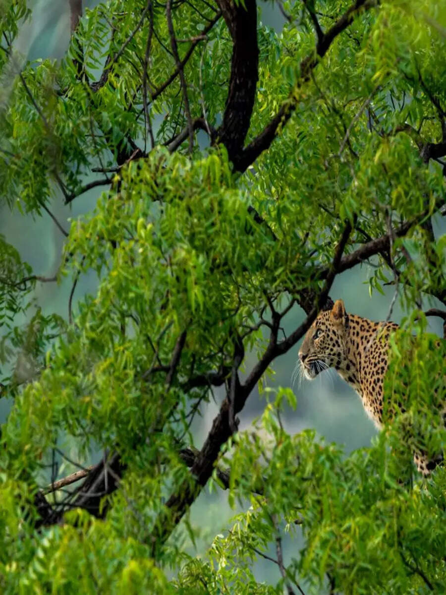 Satpura National Park: Wild & offbeat: Why Satpura is not your typical tiger safari destination ...