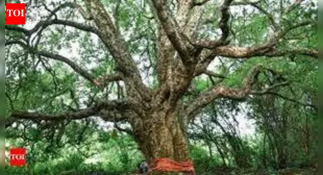 Plea to declare Vellimalai sacred grove in Madurai as biodiversity ...