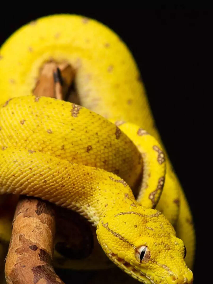 9 beautiful snakes that are yellow in colour | Times of India