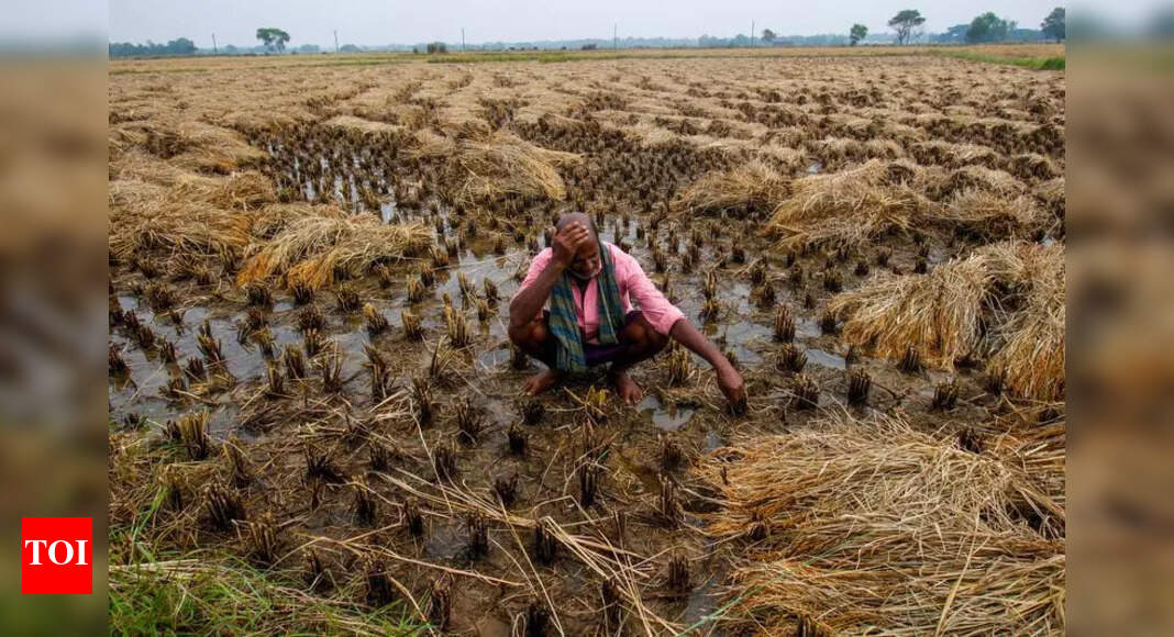 Unseasonal rain damaged crops on 30,000 hectares across state, says ...