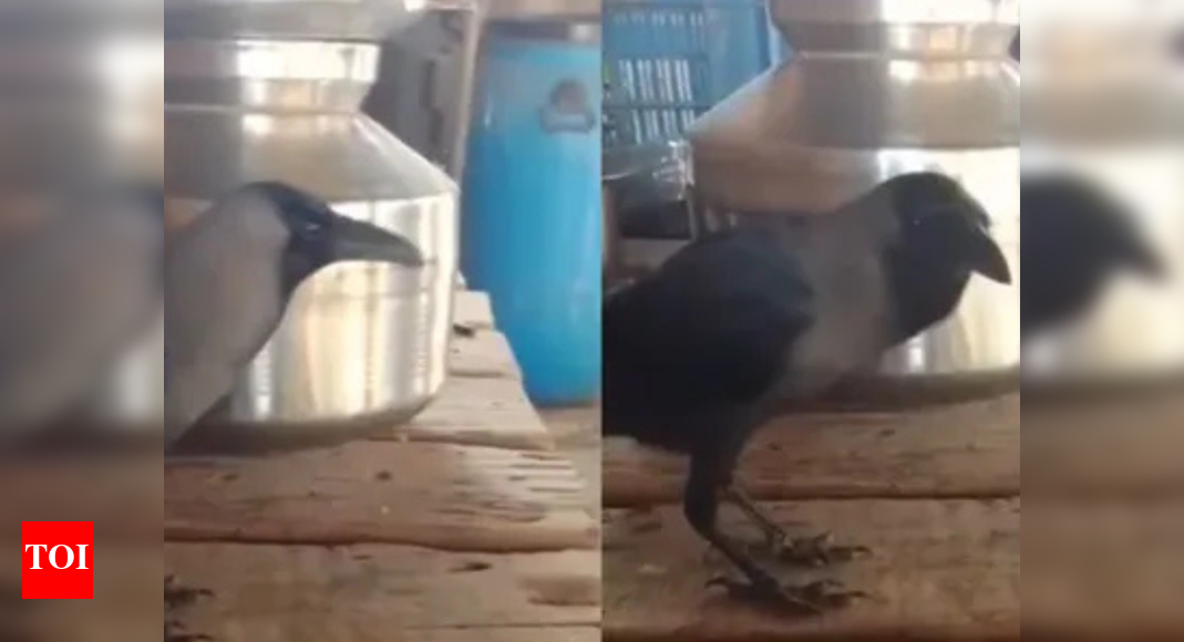 Meet the crow that can talk: New celebrity bird leaves the internet ...