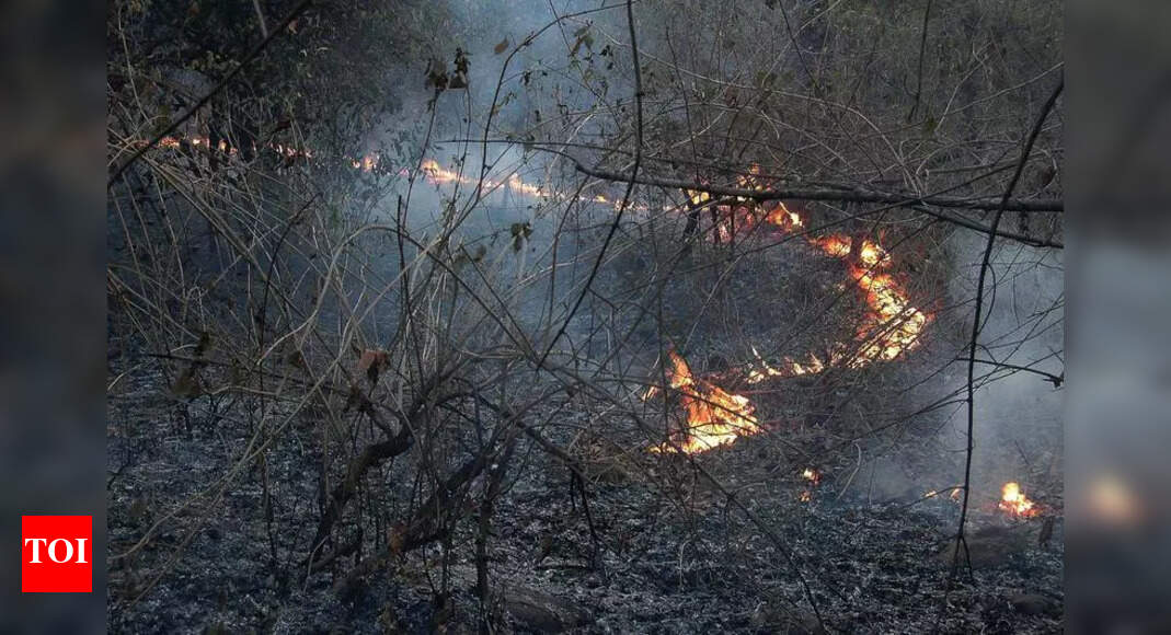 How geotagging of Mahua trees cuts down forest fires in PTR - The Times ...