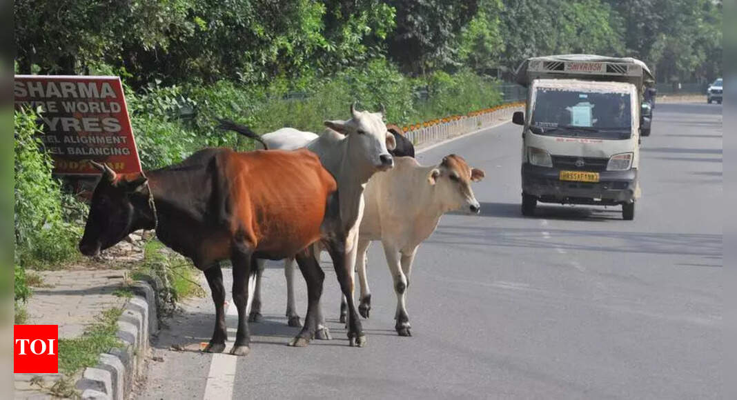 After fatal crash, Manesar civic body turns its lens on stray animals ...