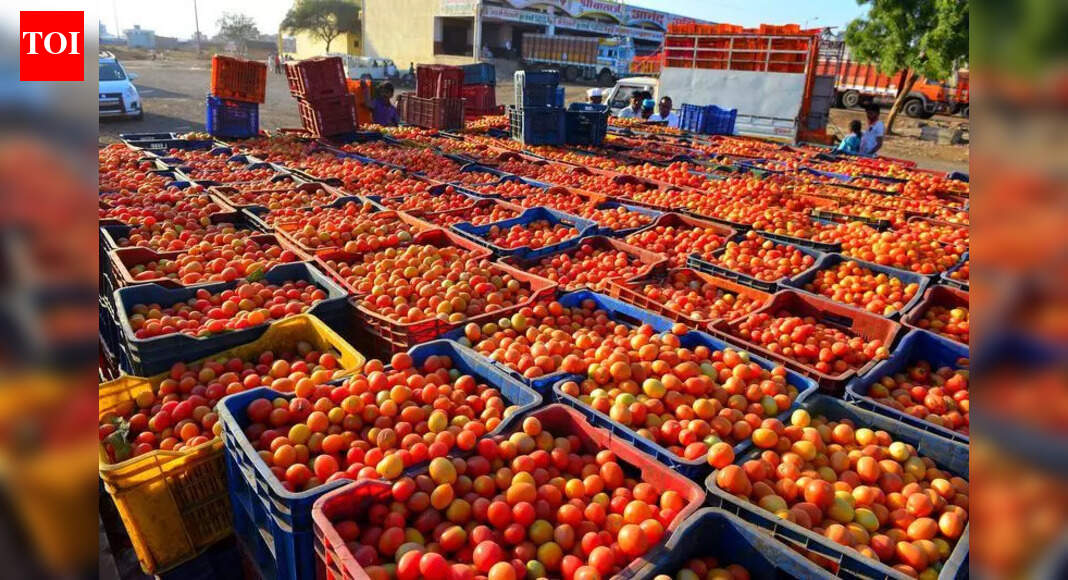 Tomato prices plummet due to oversupply from Nimar | Indore News - The ...