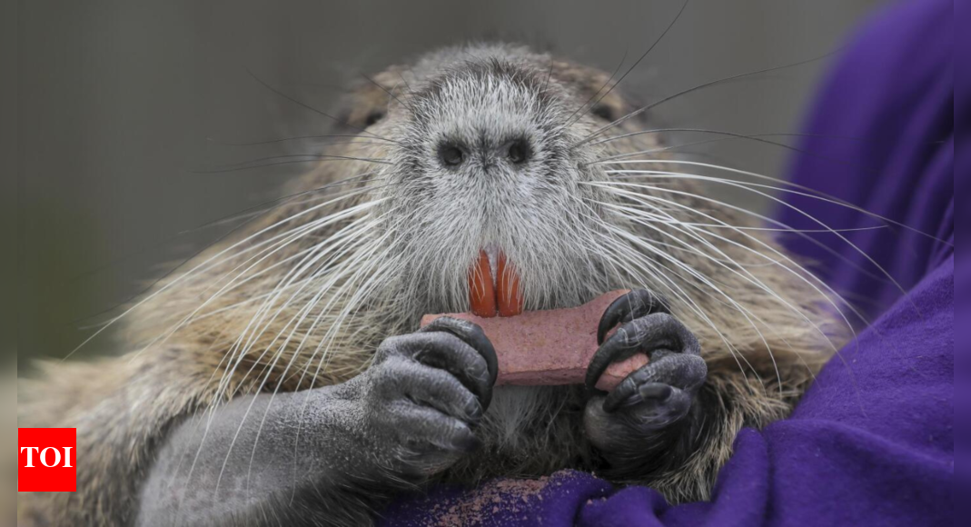 What are nutria, and how could they possibly be a problem? - The Times ...
