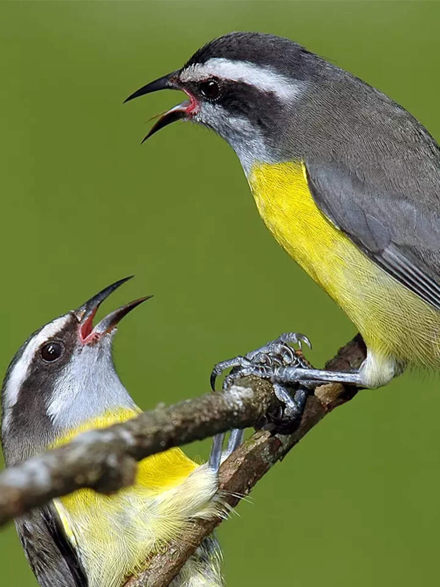 10 nature’s smallest birds across the globe | Times of India