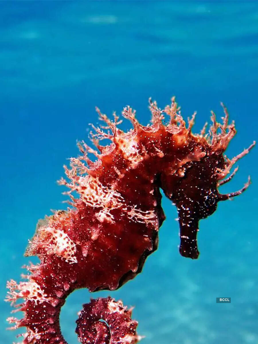 10 most beautiful sea creatures in the world | Times of India