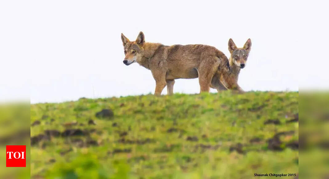 Researchers launch study on Indian wolf in Satara’s Man tehsil ...
