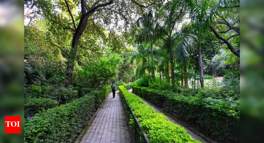 Swerving Around Chaos On Delhi’s Cycle Tracks | Delhi News - The Times ...