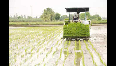 Early paddy transplantation may impact Punjab's groundwater reserves ...