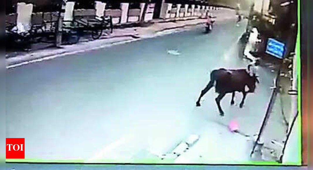 '14 stitches on head': 80-year-old man tossed in air by stray cow in ...