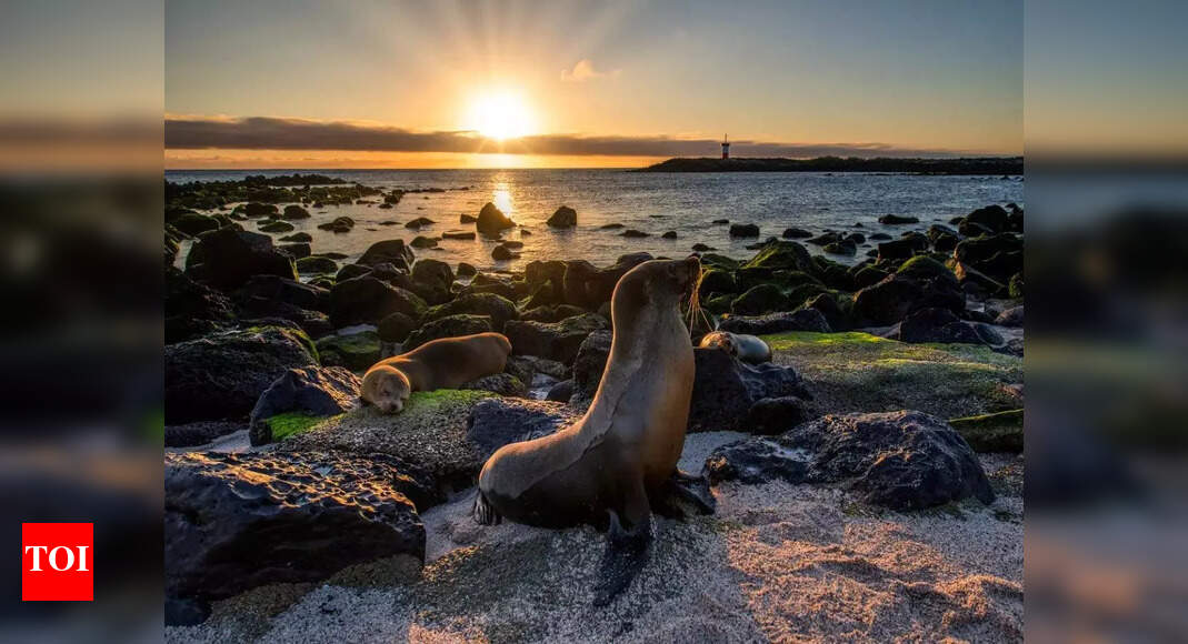 Toxic ocean sends sea lions into frenzy; swimmers and surfers under ...