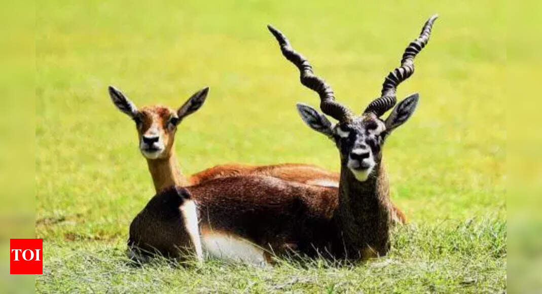 Wild growth cleared from polo ground in Guindy National Park; more ...