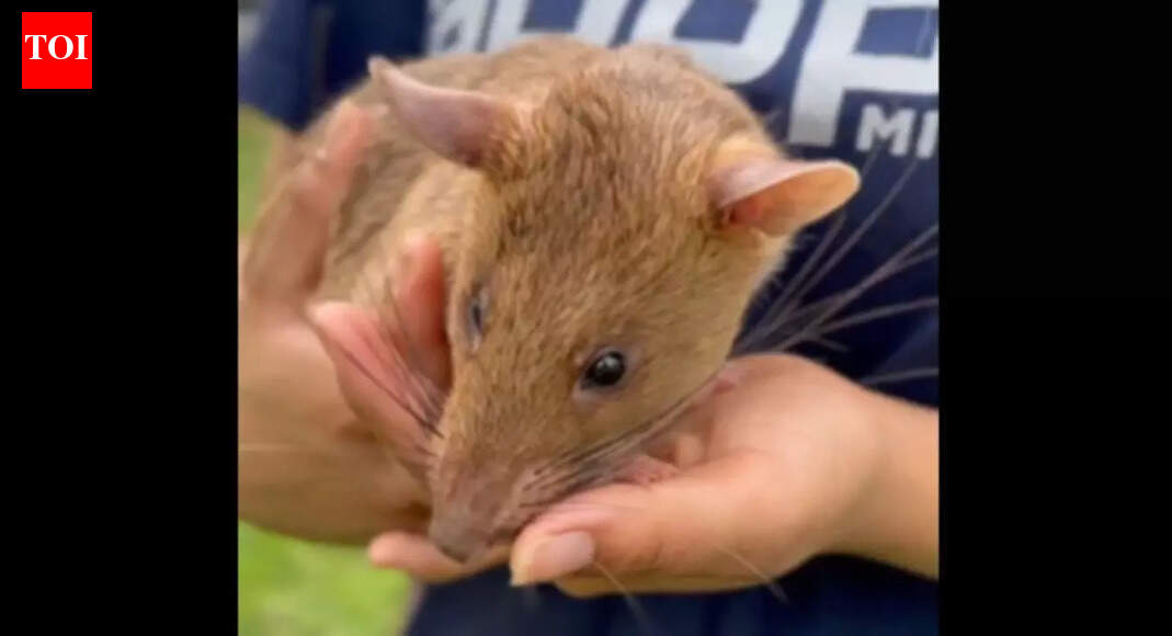 What! A rat detected over 100 landmines and saved lives — now it’s a ...