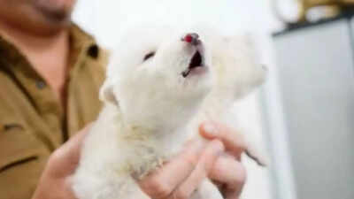 Dire wolves went extinct 12,500 years ago — now they’re are back: Here ...